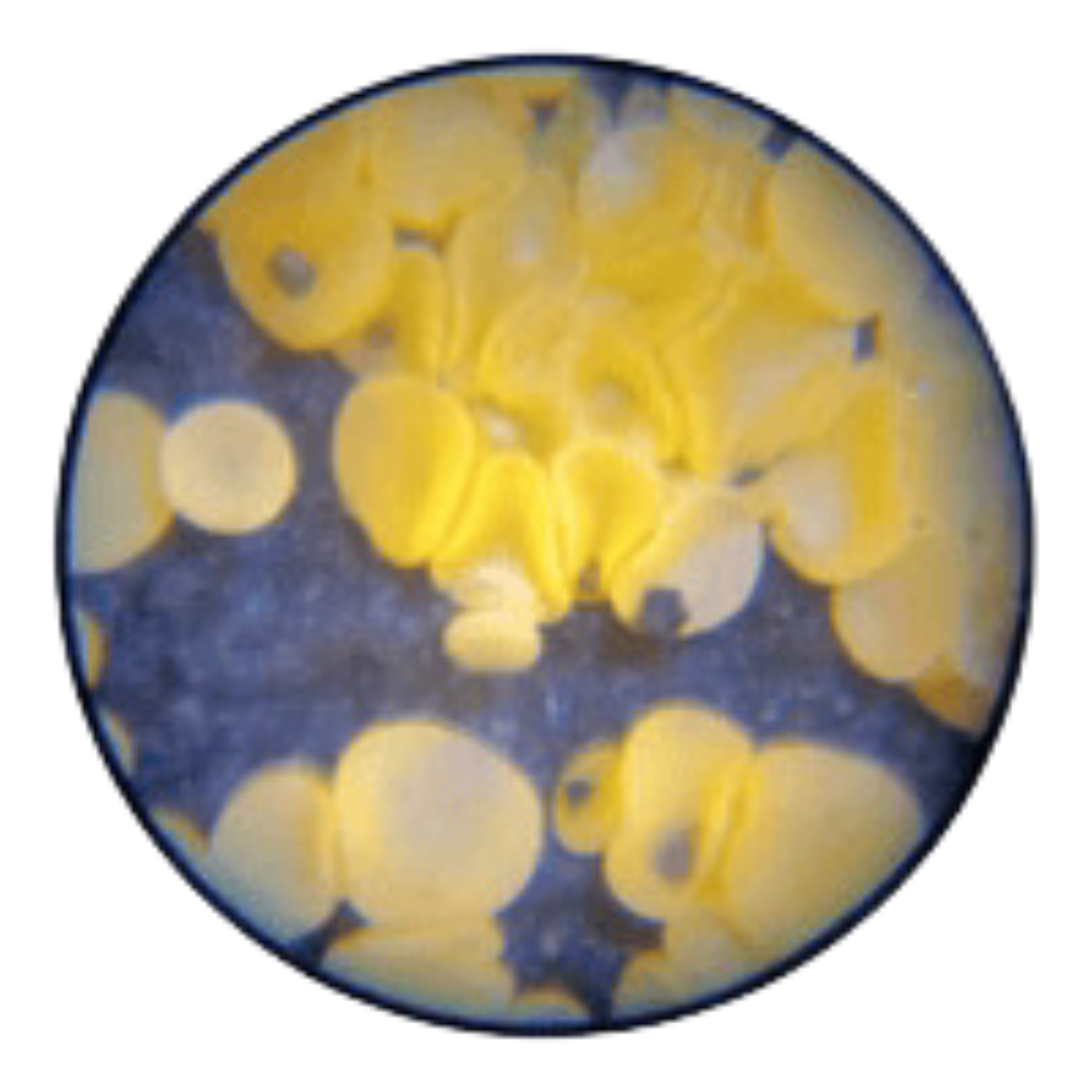 Your Little Scientist